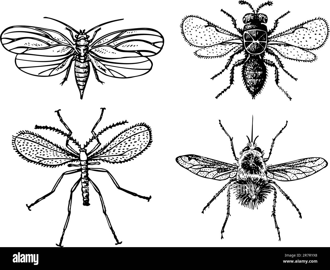 Different insects Black and White Stock Photos & Images - Alamy