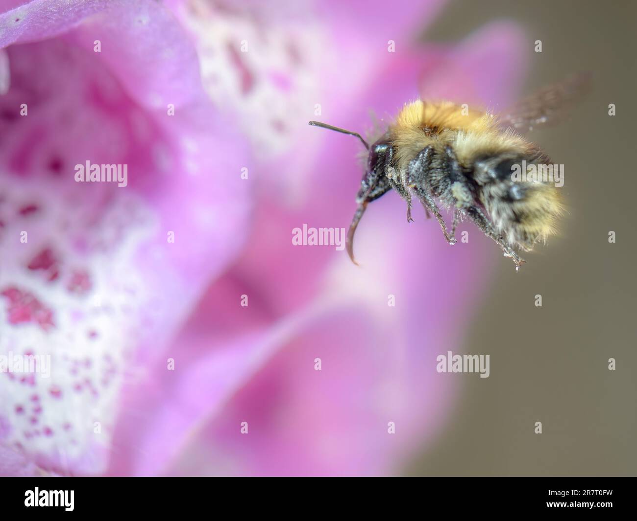 Love bee hi-res stock photography and images - Alamy