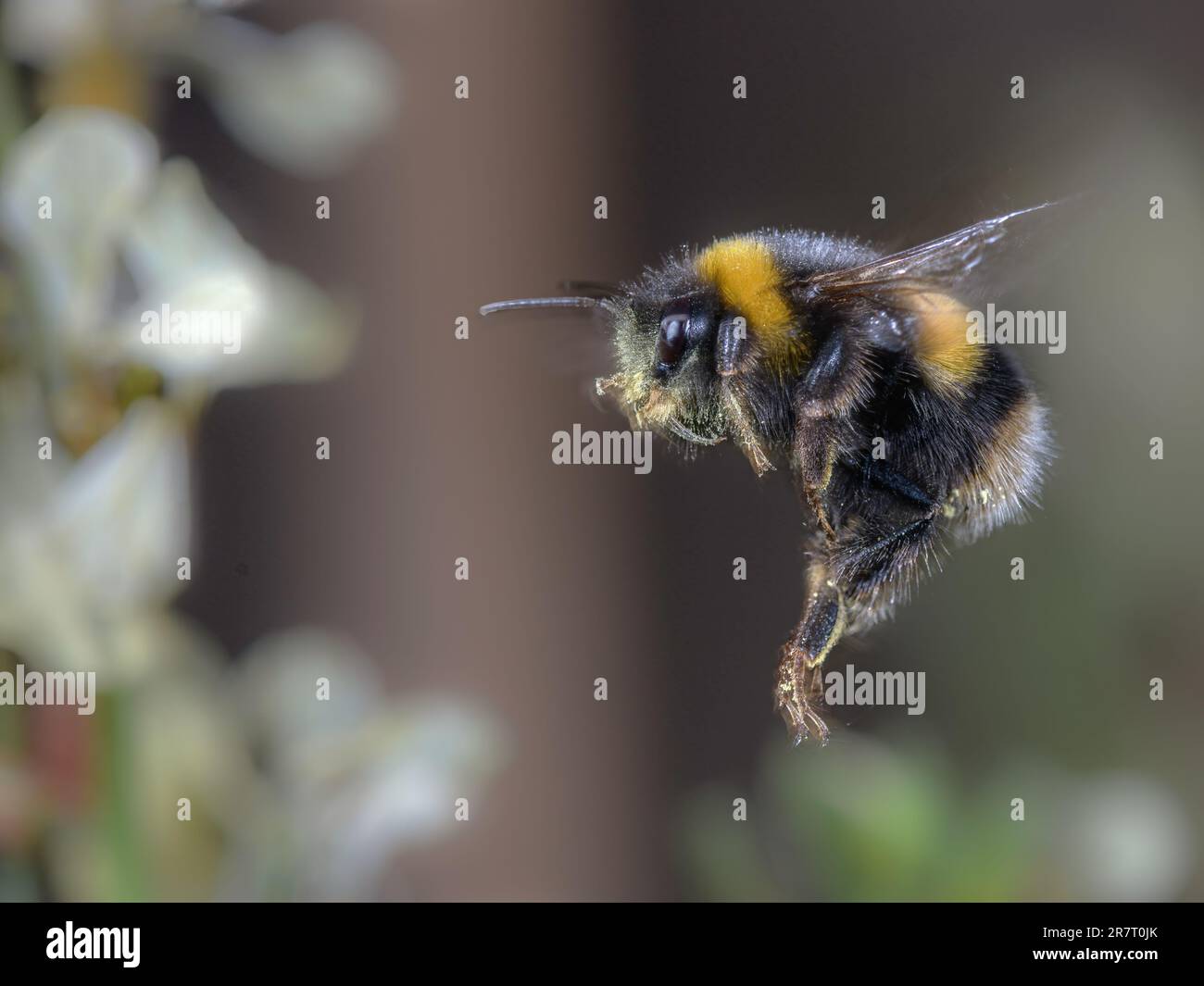 Love bee hi-res stock photography and images - Alamy