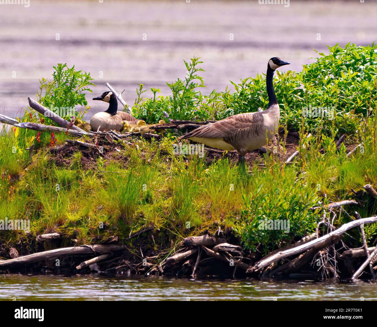Baby Canada Goose goslings chicks that has hatched on beaver lodge ...