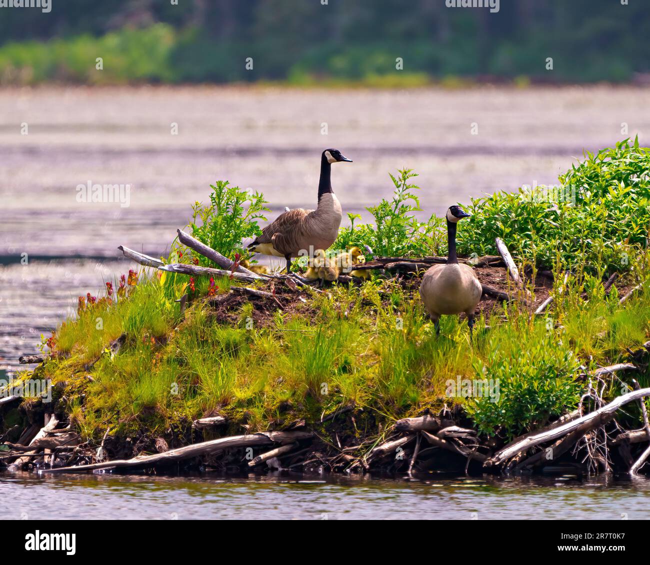 Baby Canada Goose goslings chicks that has hatched on beaver lodge ...