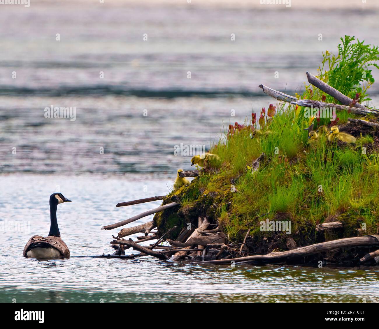 Canada goose nest on beaver hi-res stock photography and images - Alamy