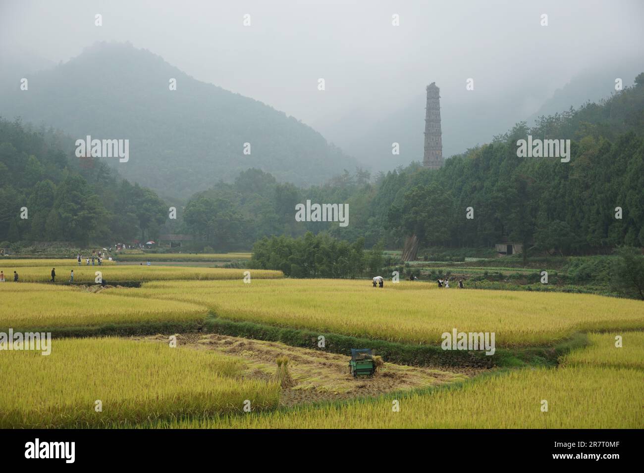 Featuring lush patches hi-res stock photography and images - Alamy