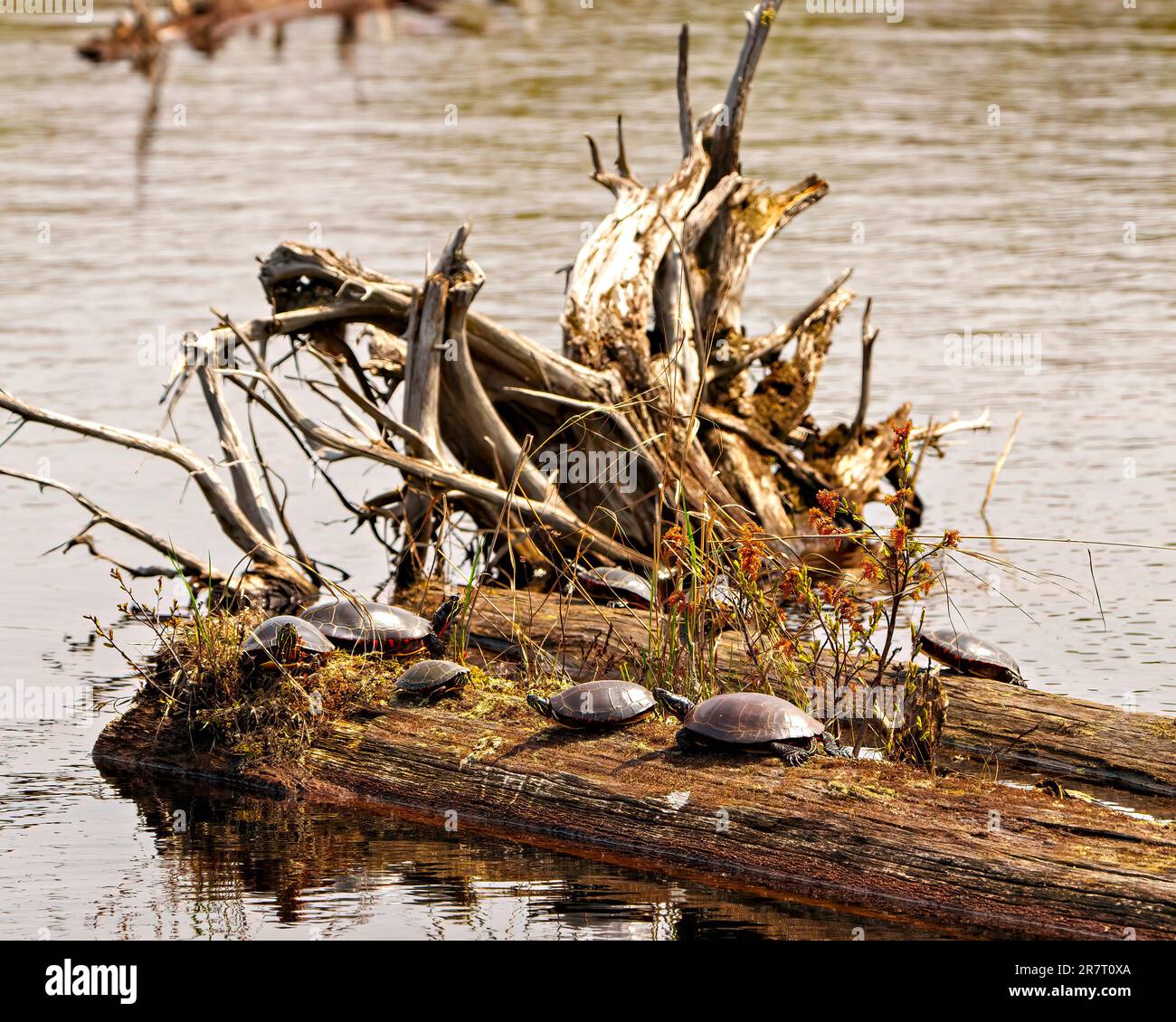 Group of painted turtle standing on a moss log with a stump and water ...