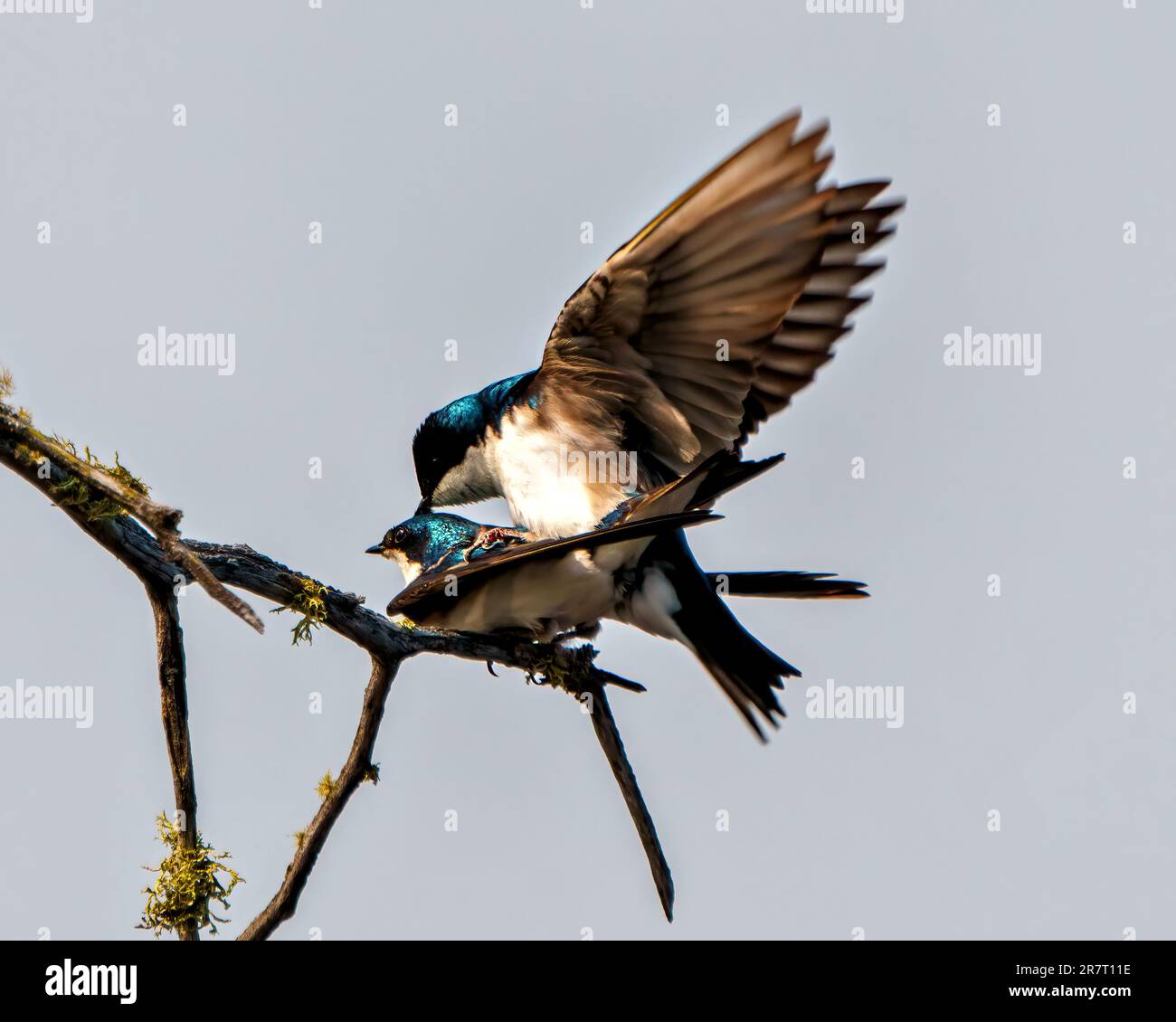Swallow couple in courtship season and enticing her back displaying ...