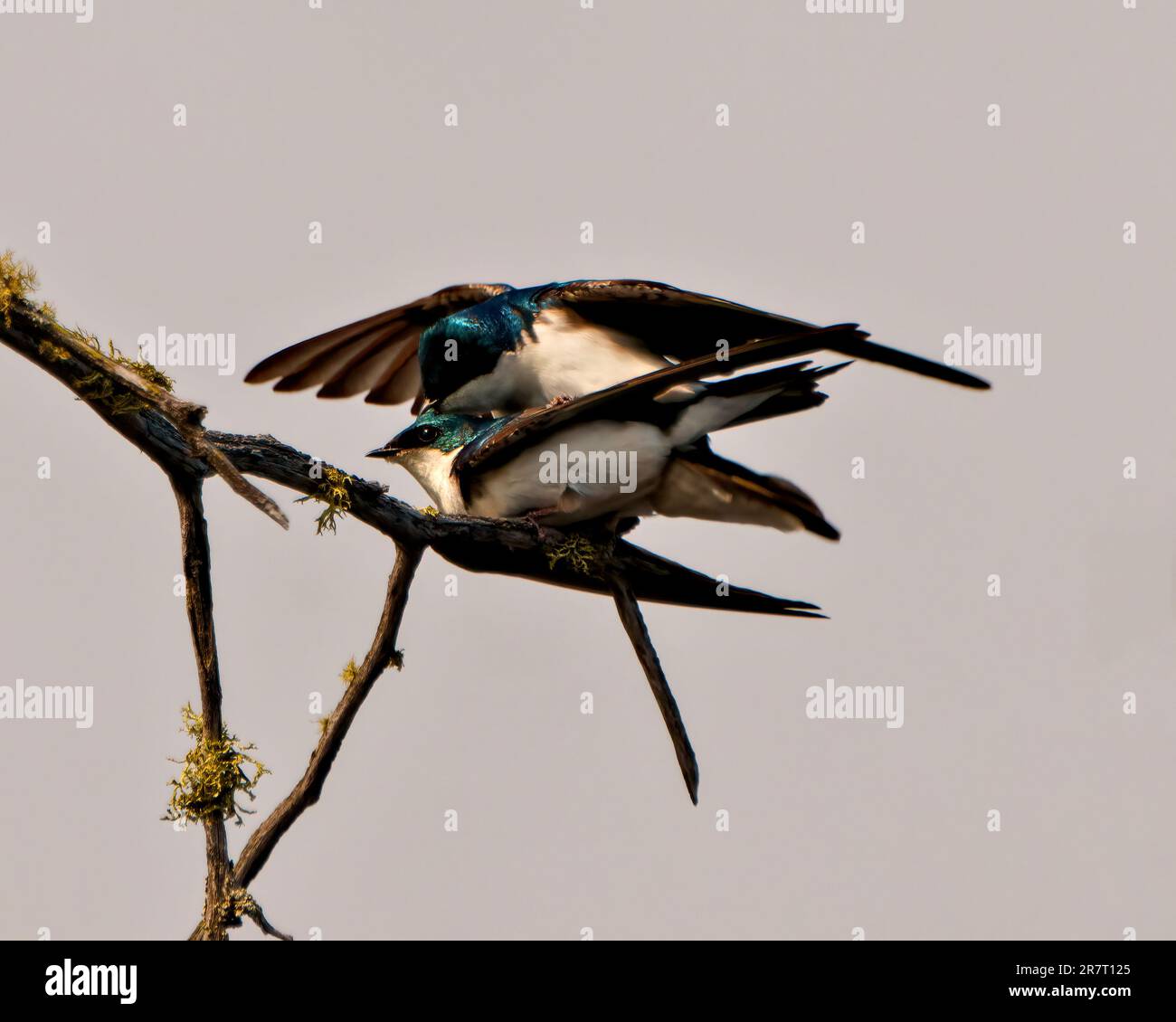 Swallow couple in courtship season and enticing her back displaying ...