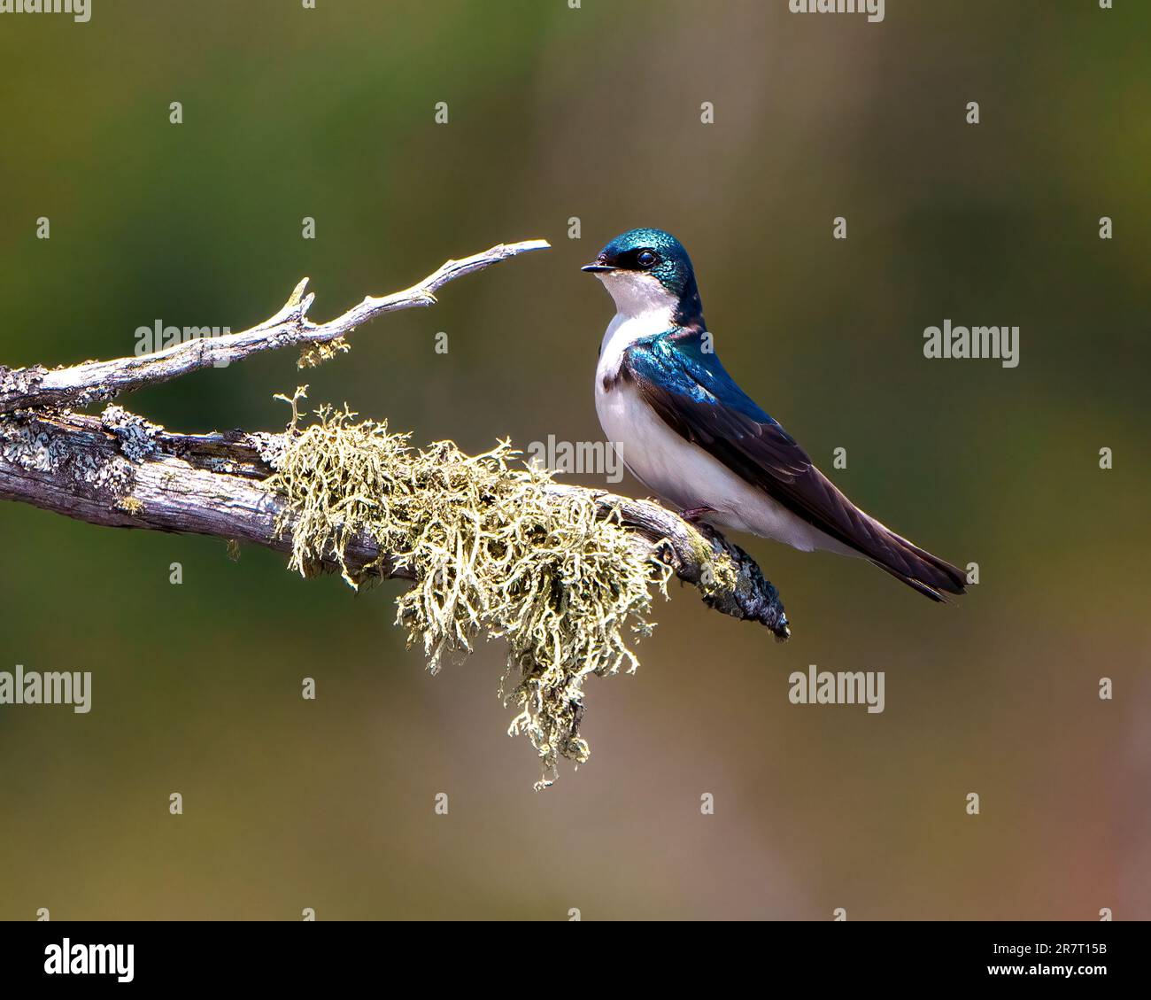 Swallow close-up side view perched on a moss branch with colourful ...