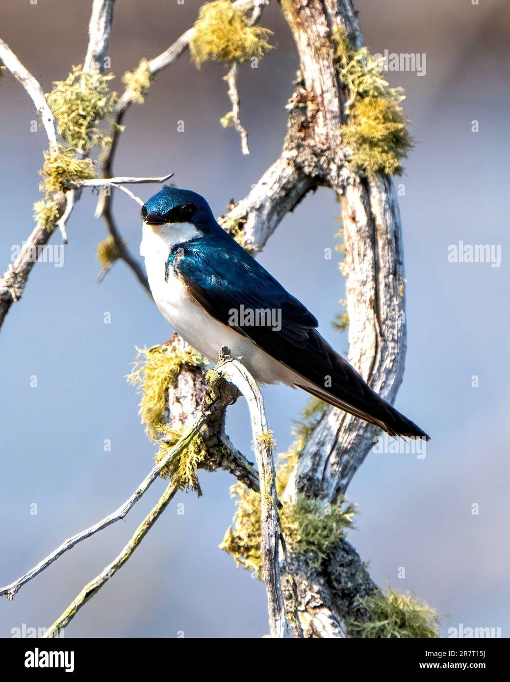 Swallow close-up side view perched on a moss branch with colourful ...