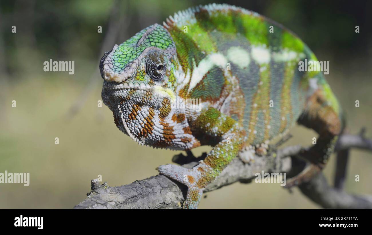 Green chameleon walks along branch and looksat around on bright sunny ...