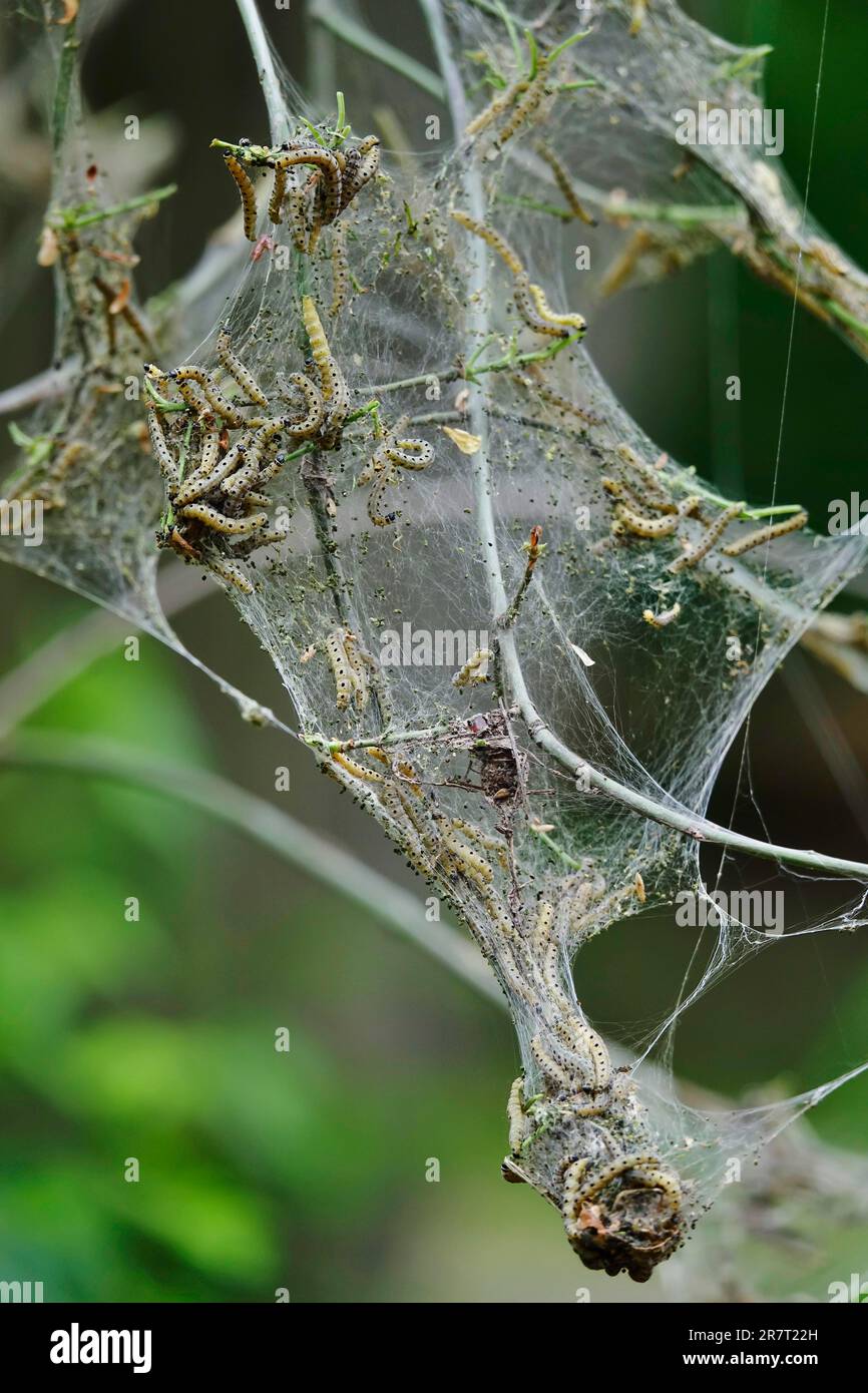 Spider moth caterpillars, May, Germany Stock Photo - Alamy