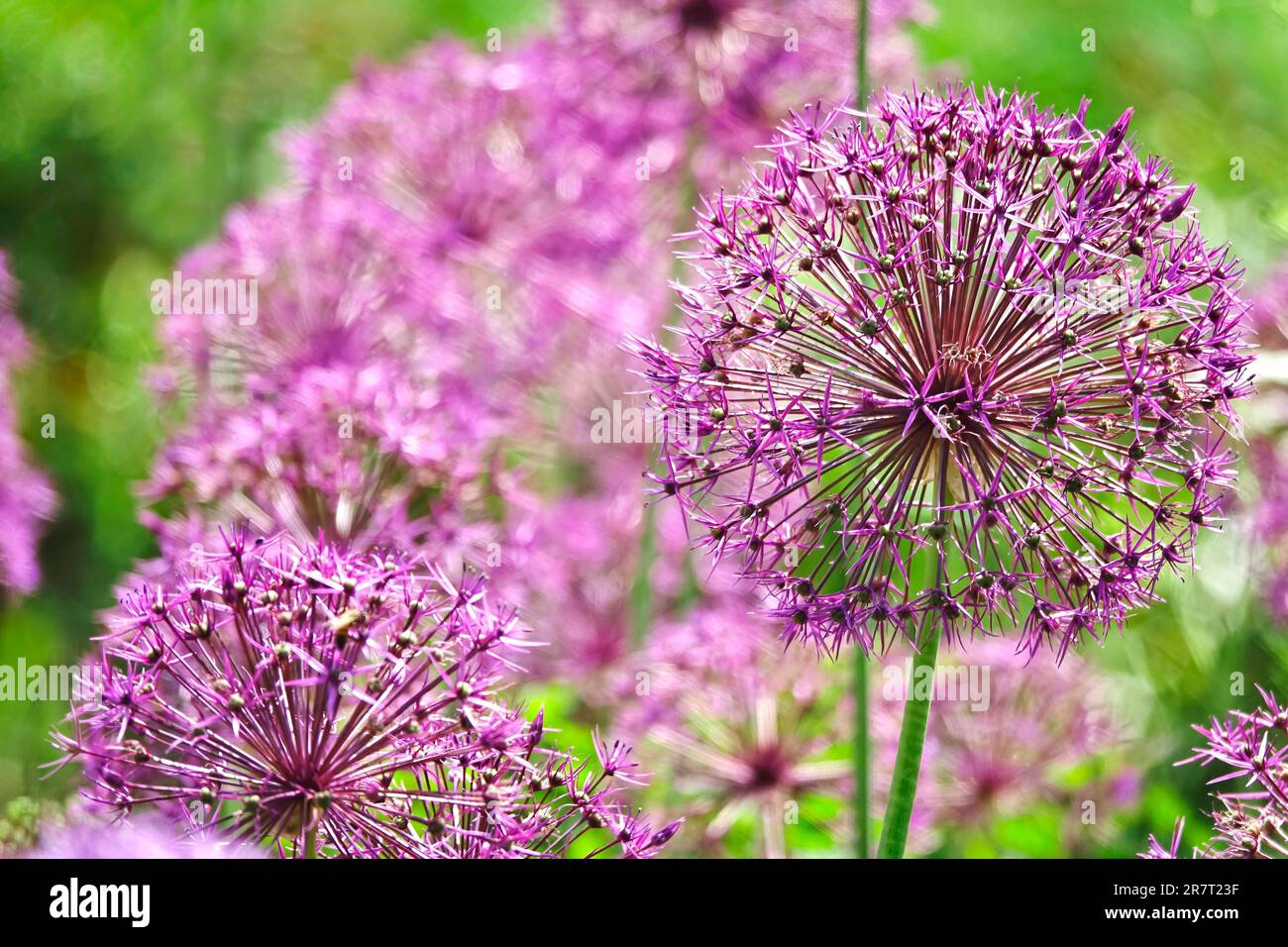 Ornamental garlic (Allium), May, Germany Stock Photo - Alamy