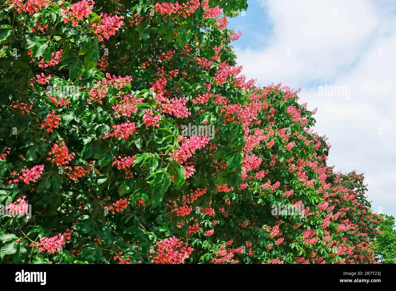 Chestnut Tree, May, Germany Stock Photo - Alamy