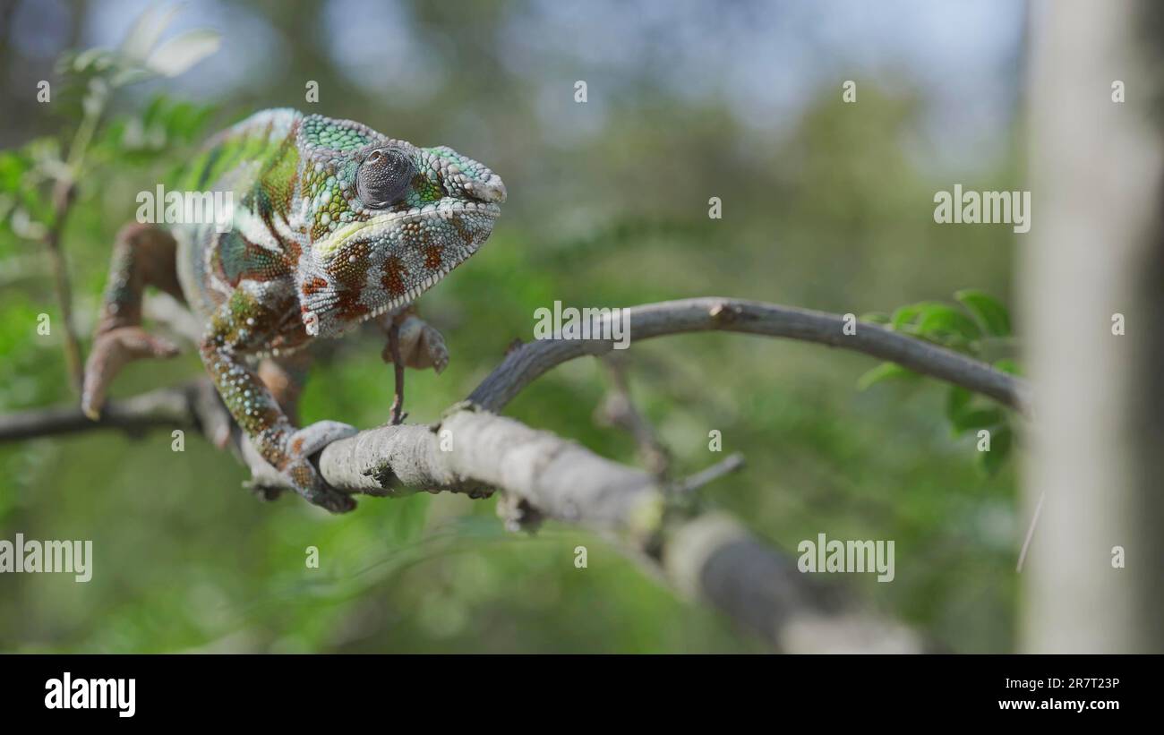 Green chameleon walks along branch and looksat around on bright sunny ...