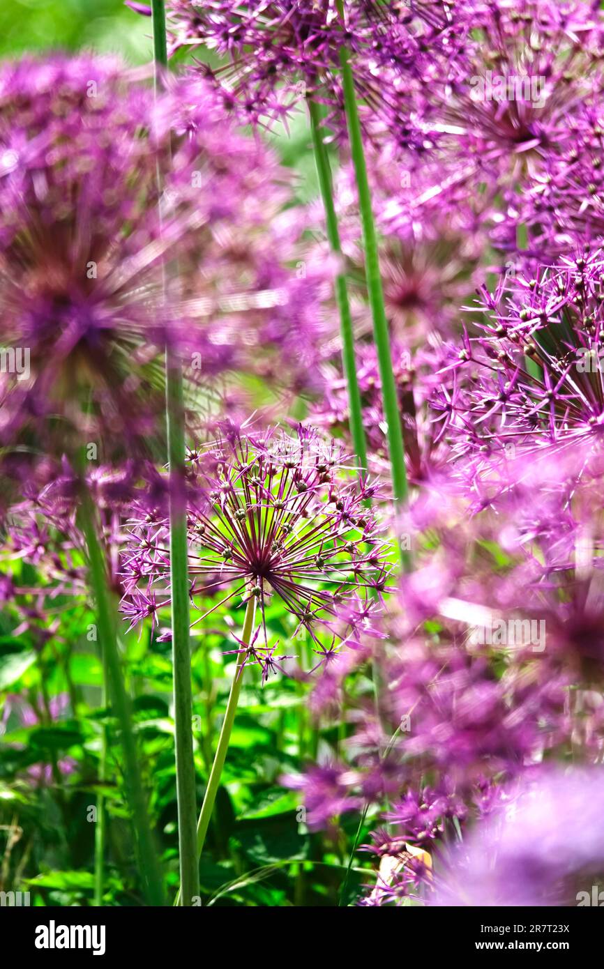 Ornamental garlic (Allium), May, Germany Stock Photo - Alamy