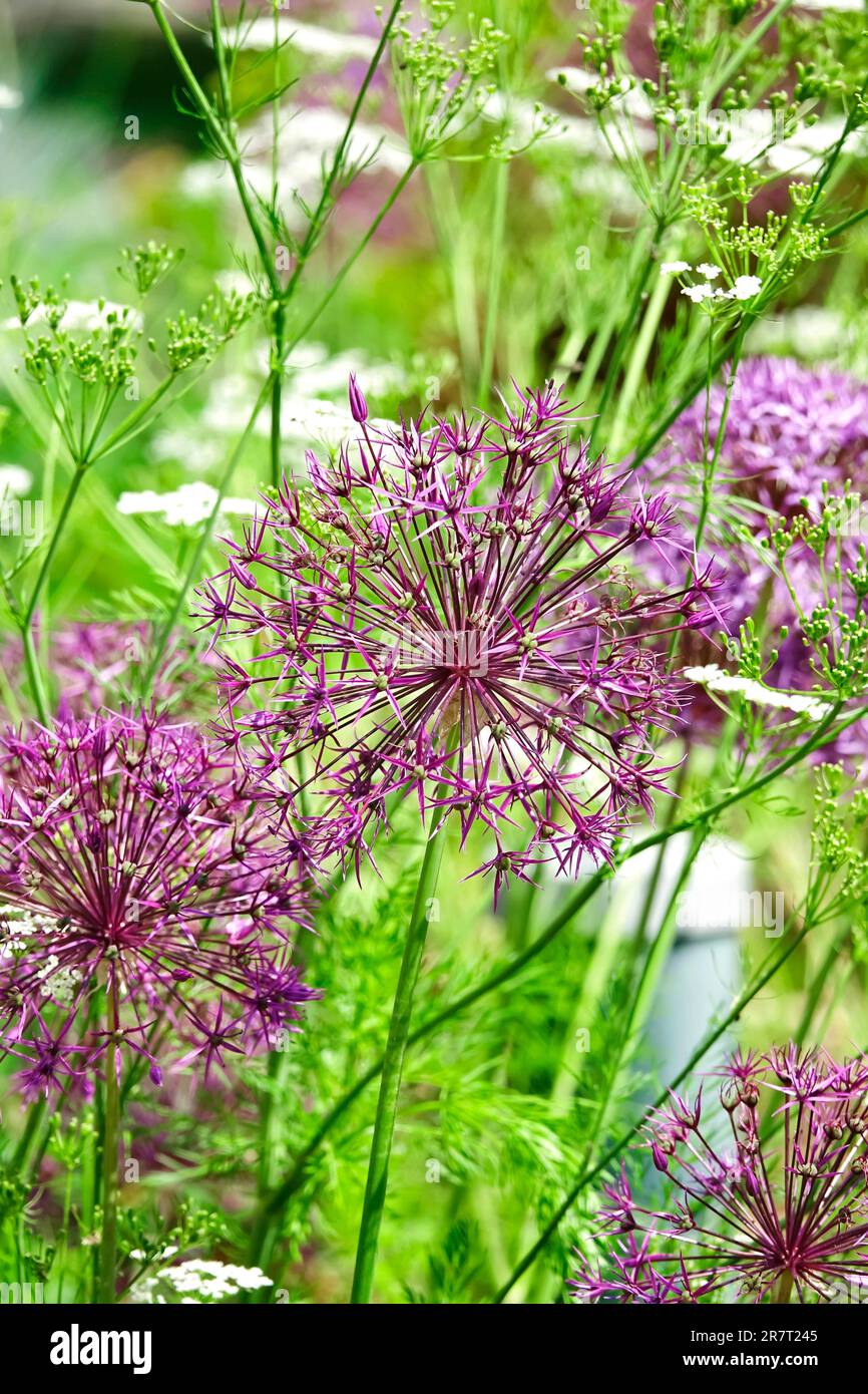 Ornamental garlic (Allium), May, Germany Stock Photo - Alamy