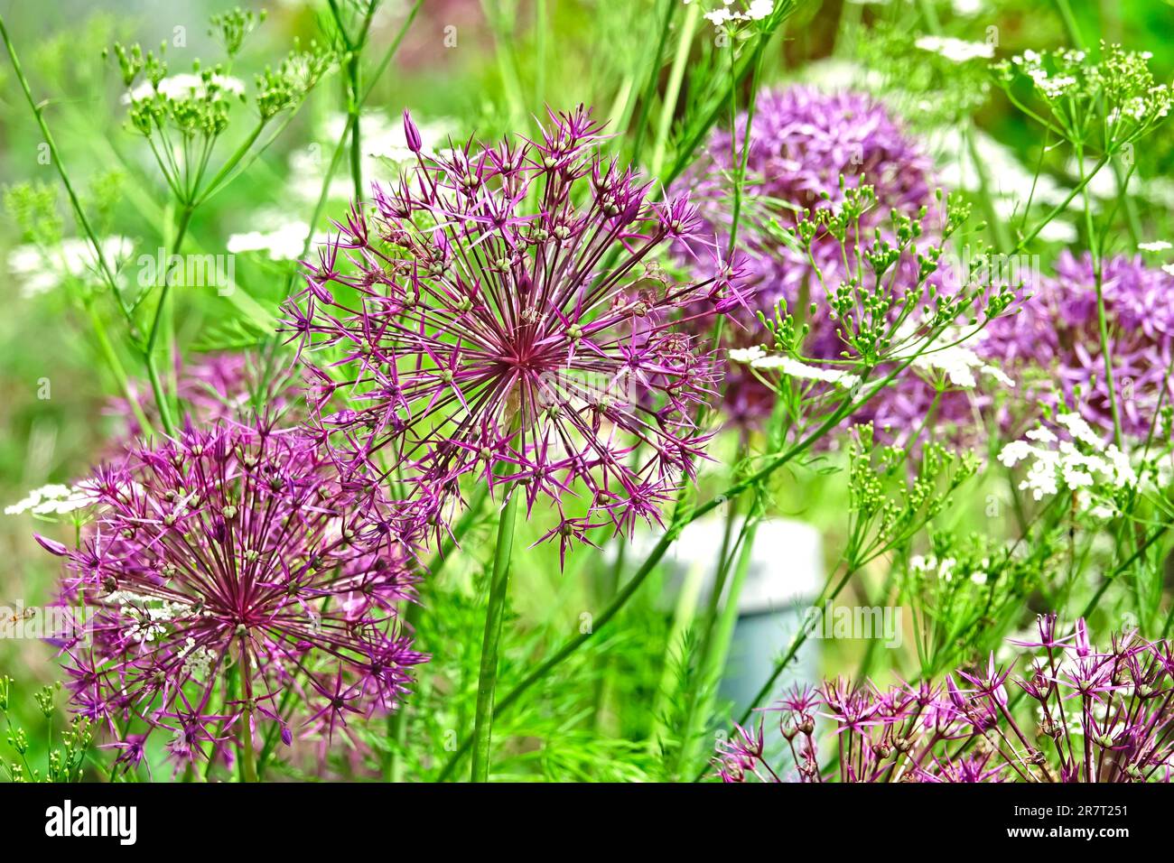 Ornamental garlic (Allium), May, Germany Stock Photo - Alamy