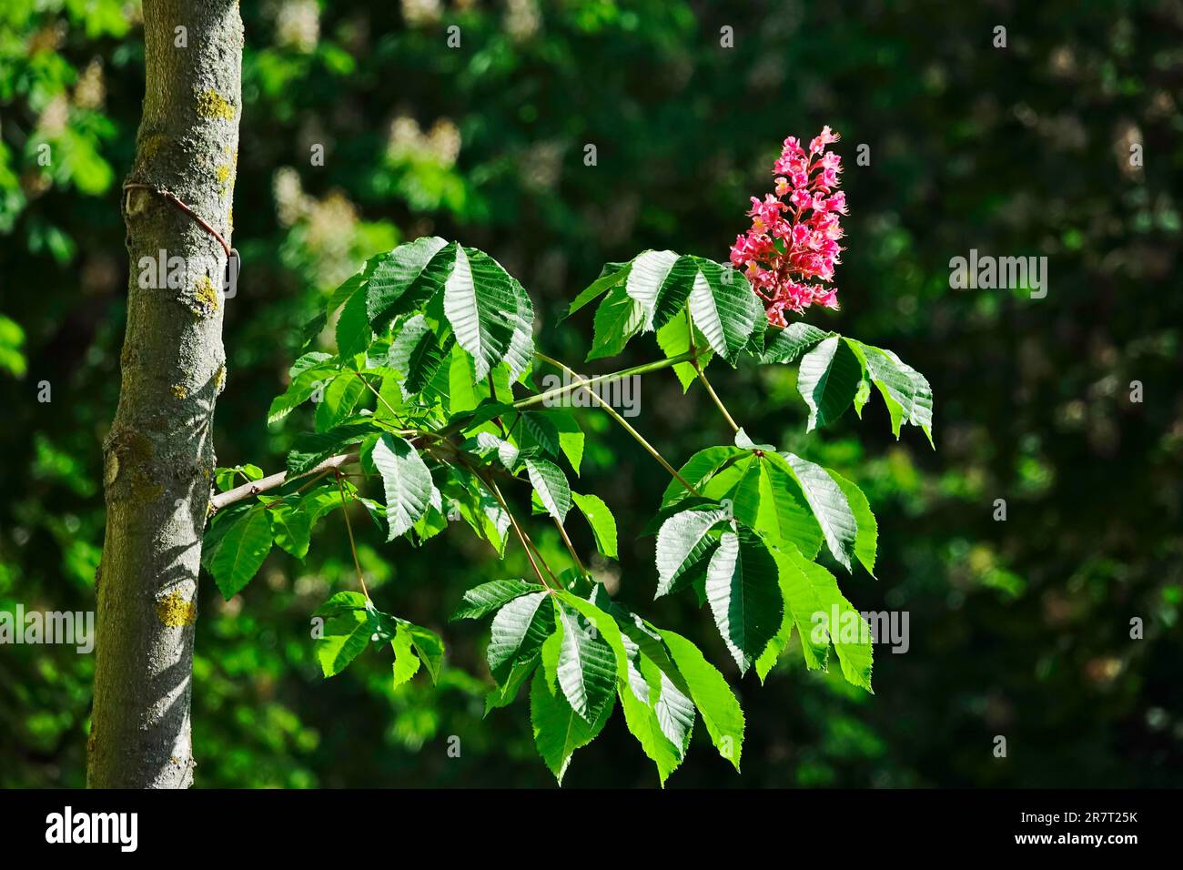 Chestnut Tree, May, Germany Stock Photo - Alamy