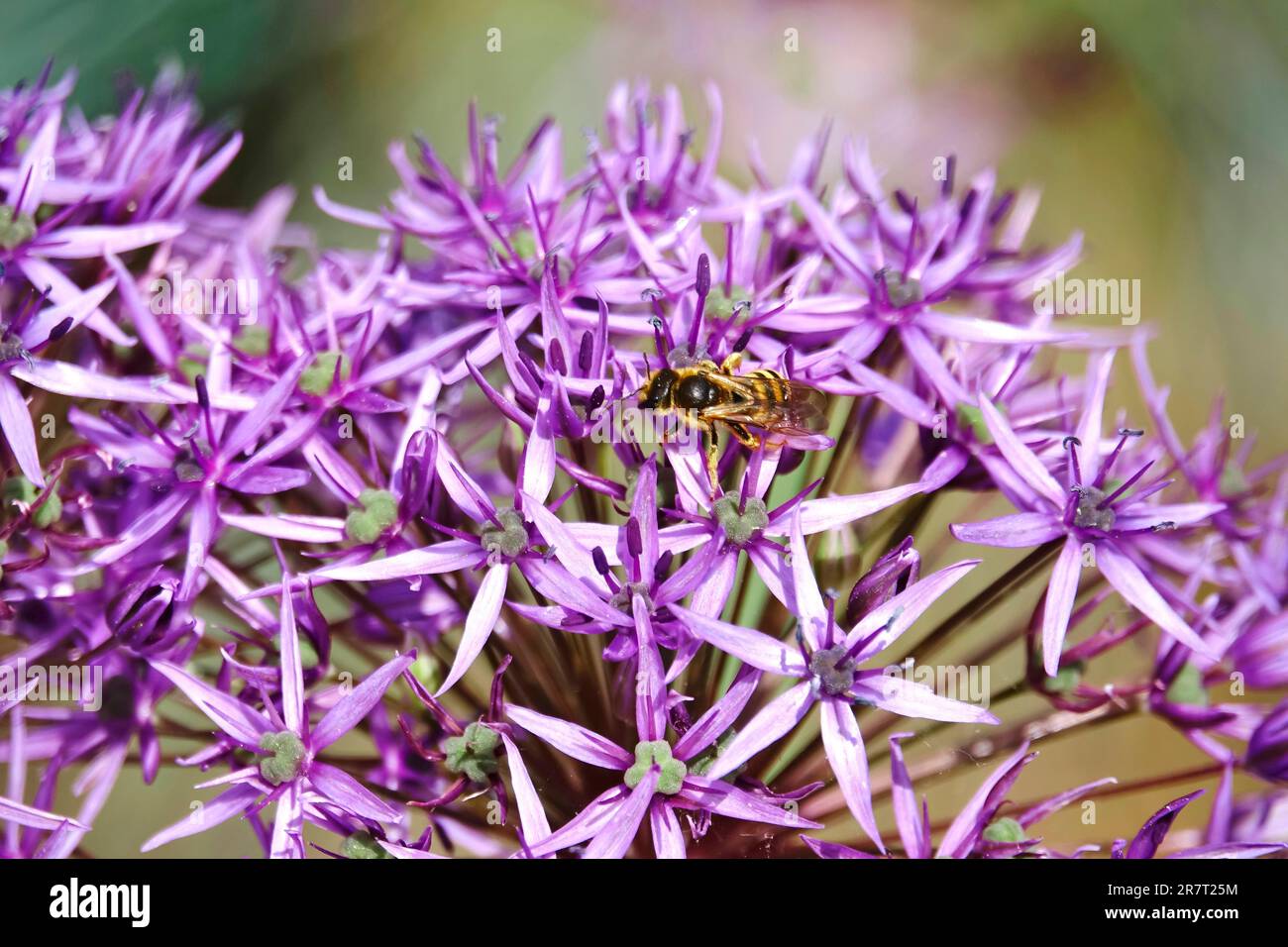Ornamental garlic (Allium), May, Germany Stock Photo - Alamy