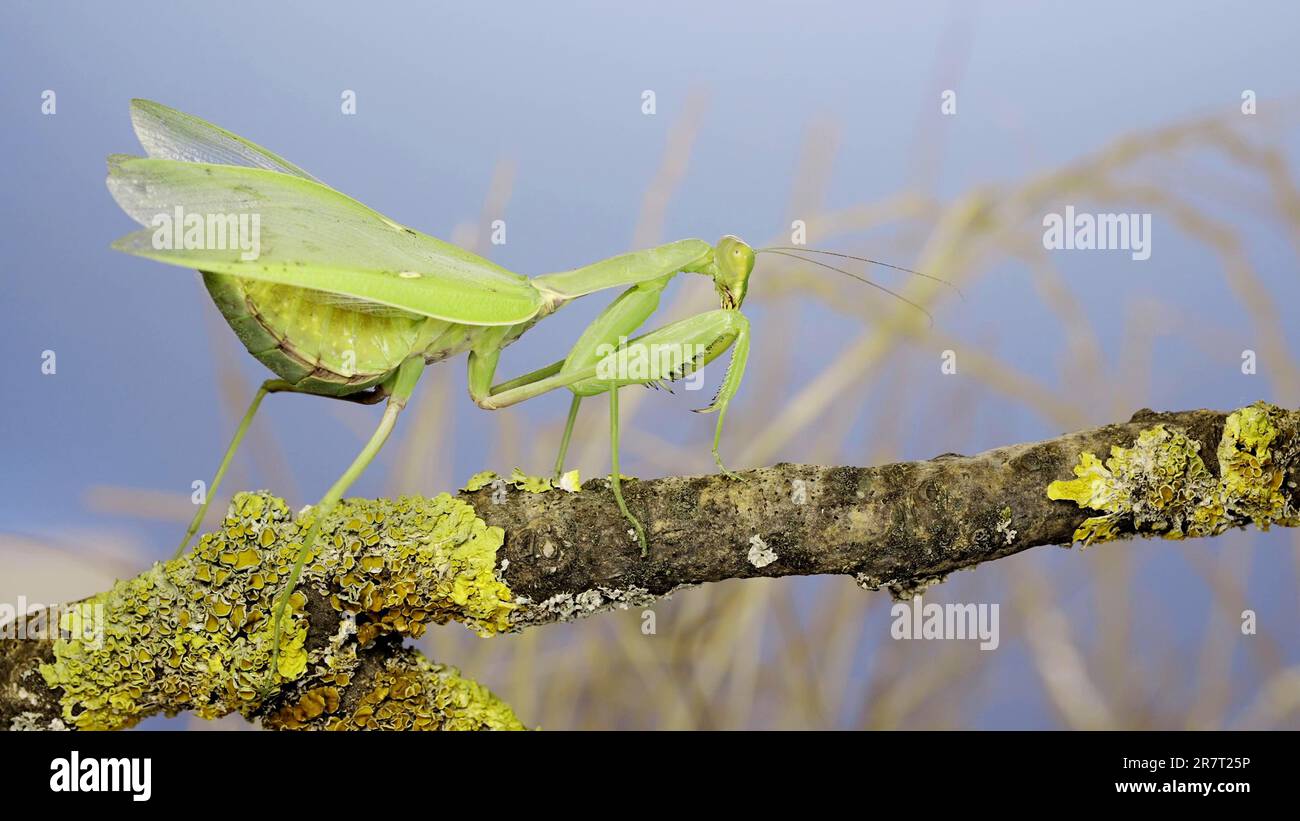 Large female green praying mantis sits wings spread on the tree branch ...