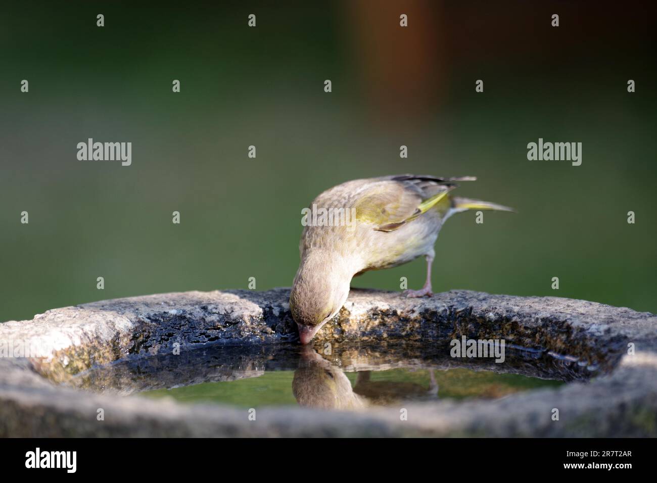 European greenfinch (Chloris chloris), female, bird, water, drink ...