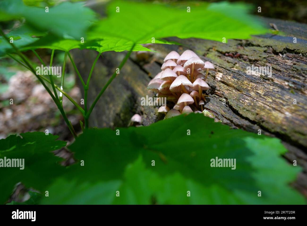A group of mushrooms called conical helminth (mycena metata) on a ...
