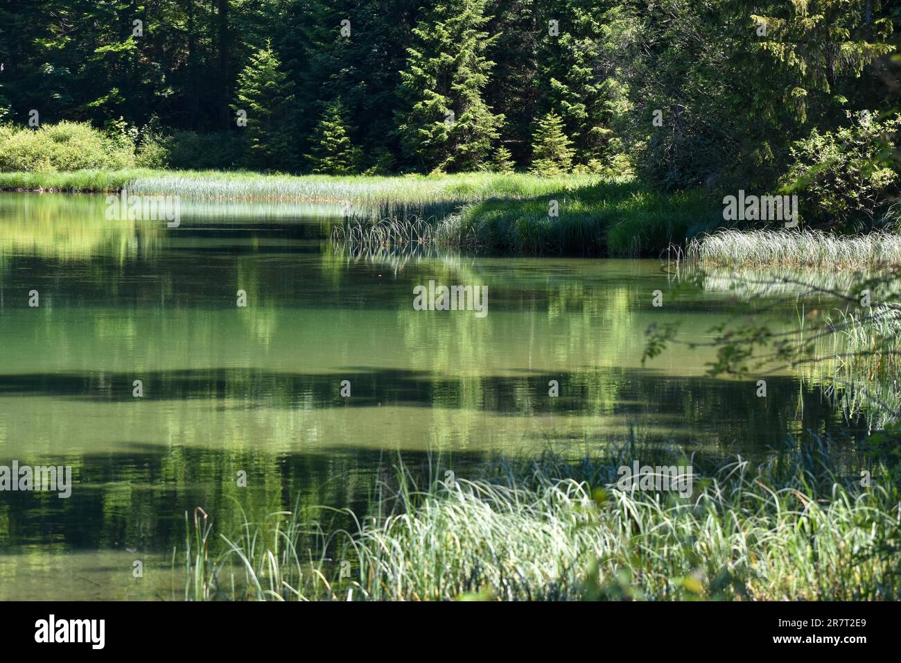 Intact green nature at Frillensee near Inzell, Chiemgau, Bavaria ...