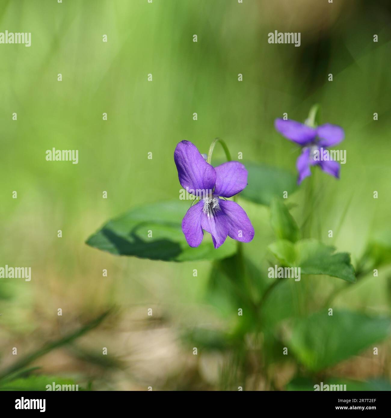 Early-dog violet (Viola reichenbachiana), on forest floor, Wilden ...