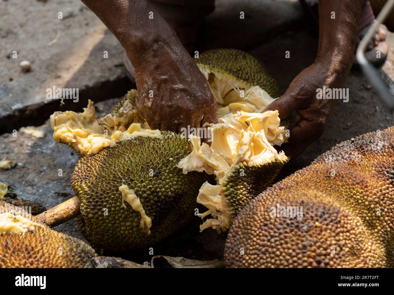 Jackfruit seed hi-res stock photography and images - Alamy