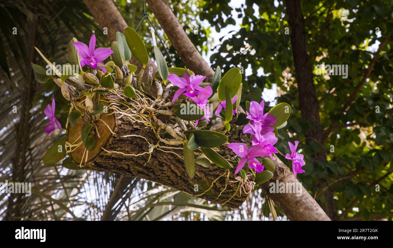 Orchids are plants that belong to the family Orchidaceae a diverse and ...