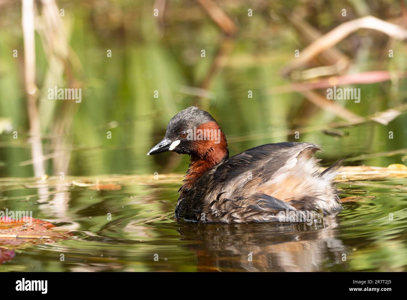 Small water body hi-res stock photography and images - Alamy