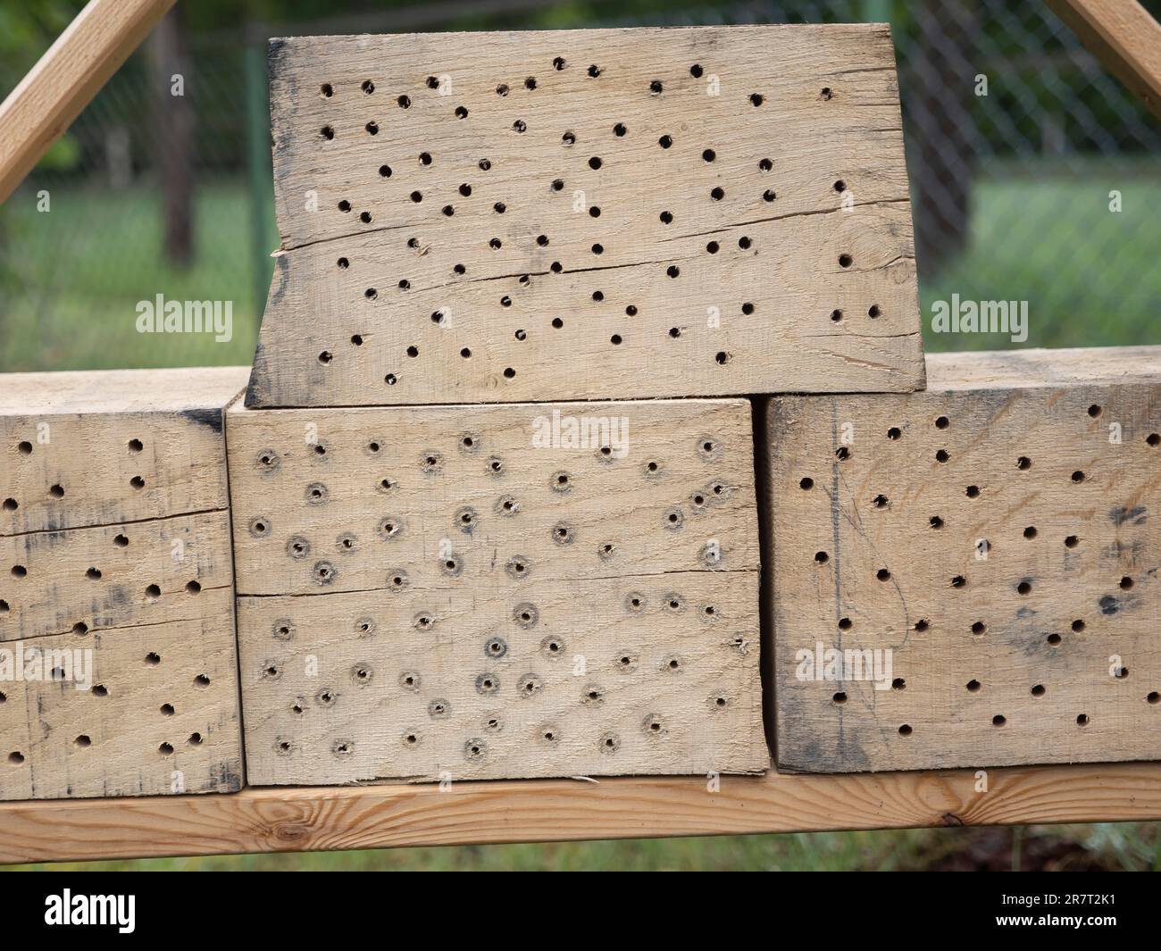 Bees reproduction hi-res stock photography and images - Alamy