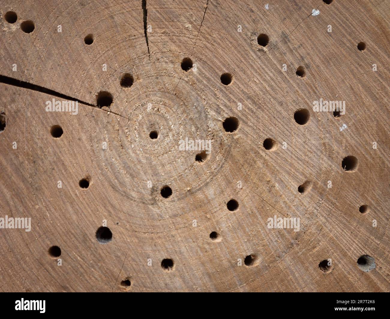 Tree disc for wild bees, holes are often used for laying eggs, North ...