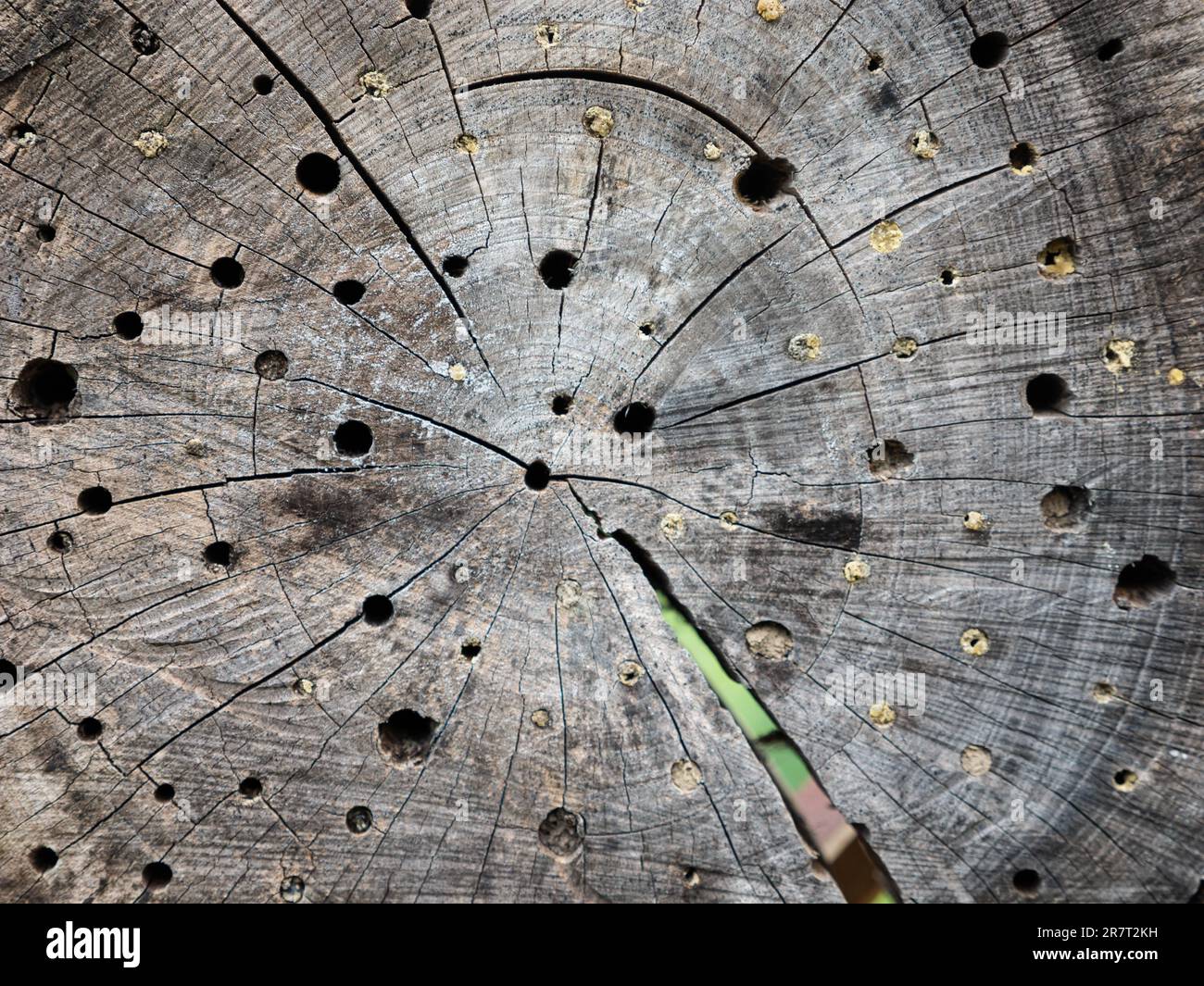 Wall bees hi-res stock photography and images - Alamy