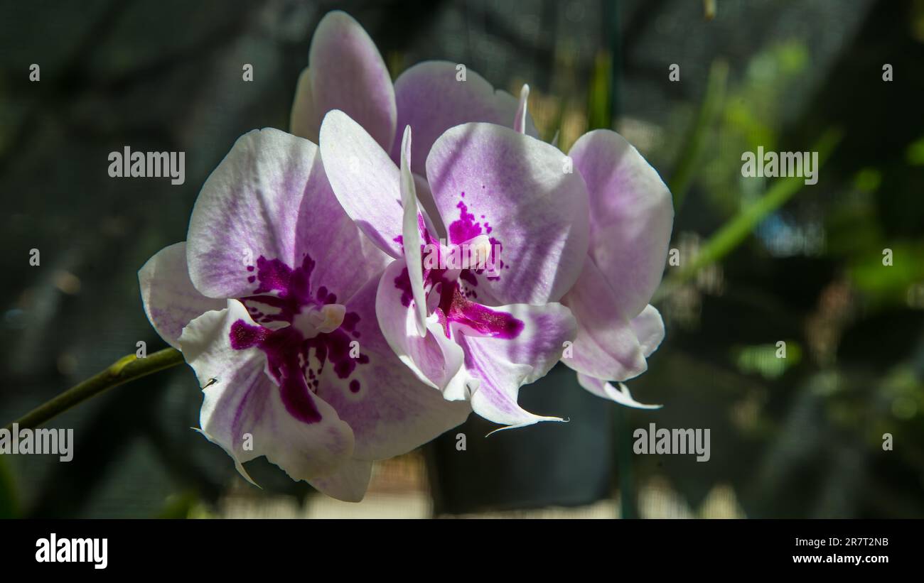 Orchids are plants that belong to the family Orchidaceae a diverse and ...