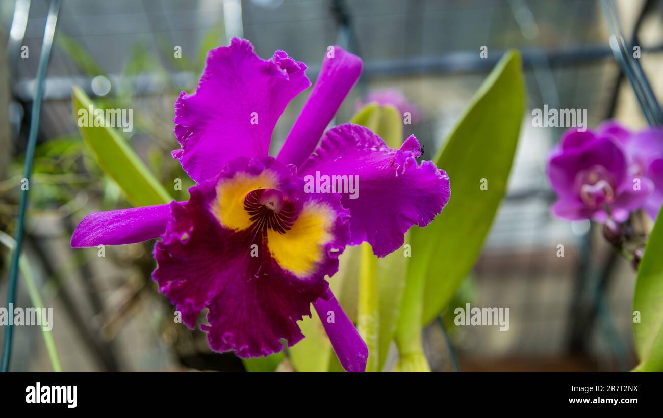 Orchids are plants that belong to the family Orchidaceae a diverse and ...