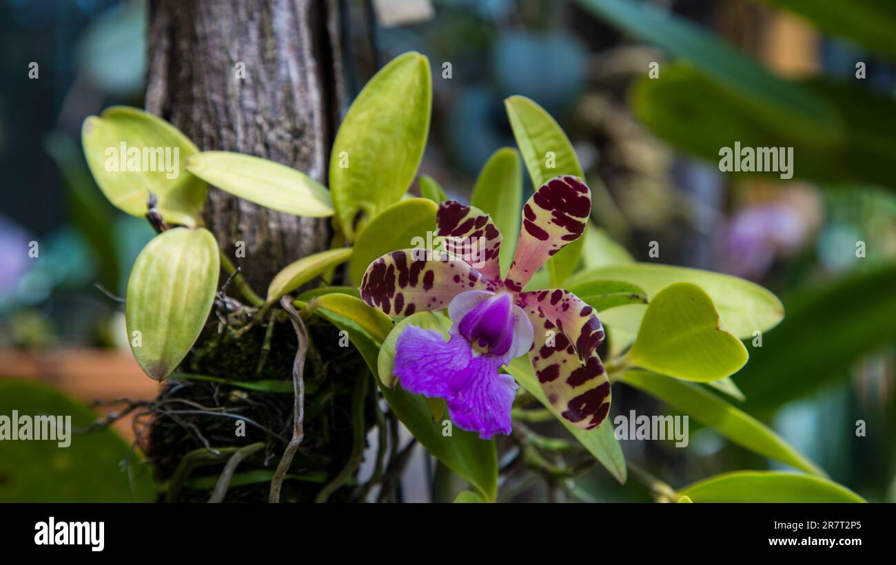 Orchids are plants that belong to the family Orchidaceae a diverse and ...