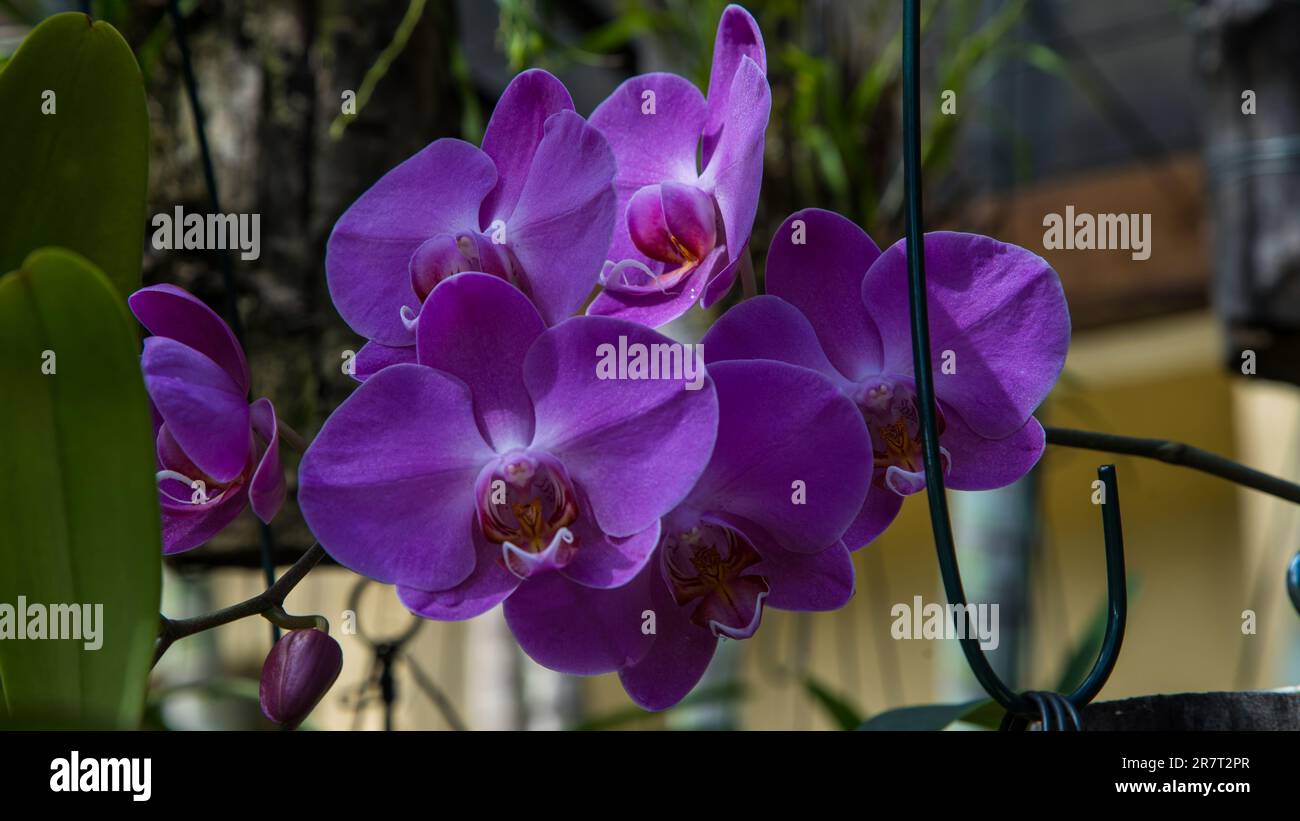 Orchids are plants that belong to the family Orchidaceae a diverse and ...