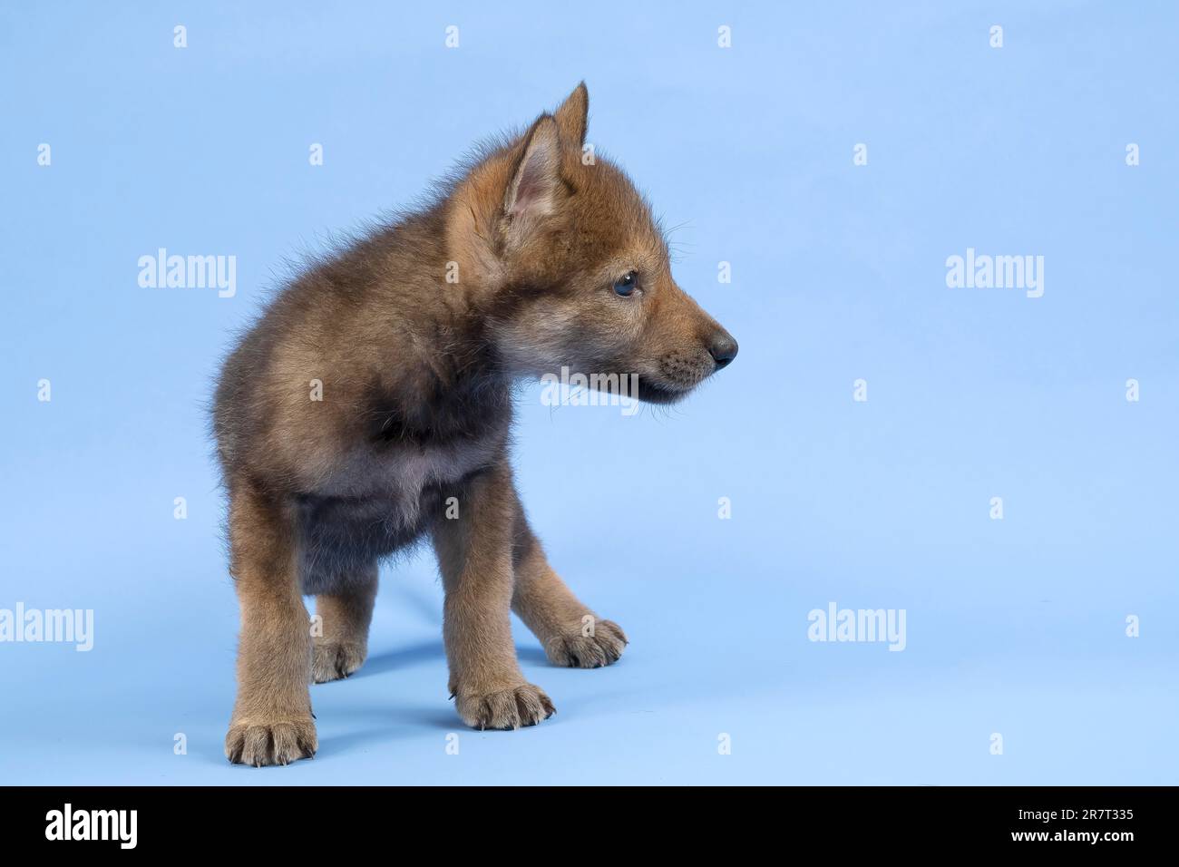 European gray wolf (Canis lupus lupus), pup, juvenile, captive, 3.5 ...