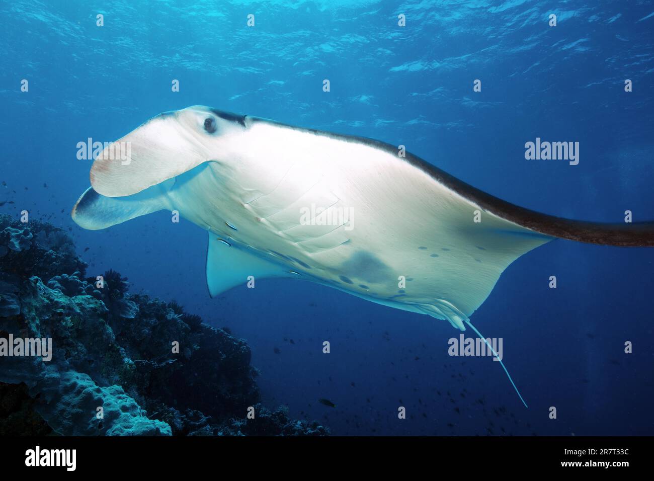 Giant ray manta ray (Manta birostris) hovering at cleaning station in ...