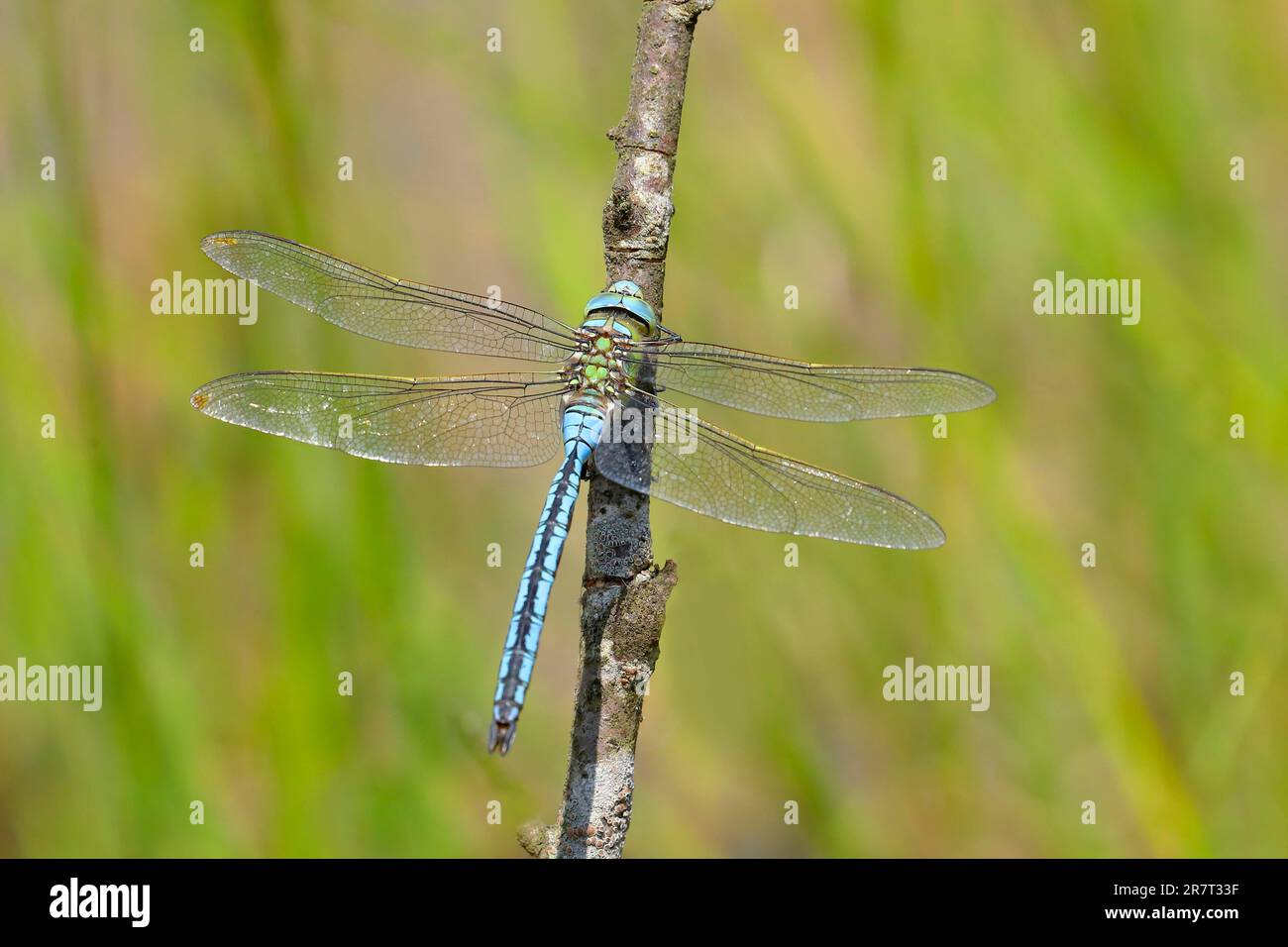Emperor dragonfly (Anax imperator), male, sitting on a branch, Buchhellerquellgebiet nature ...