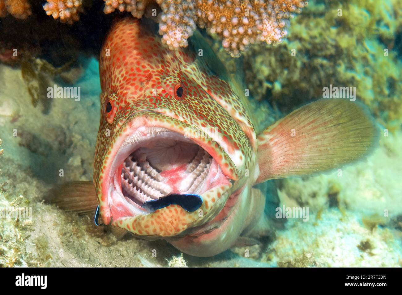 Symbiotic behaviour Symbiosis of jewel perch vermillion seabass ...
