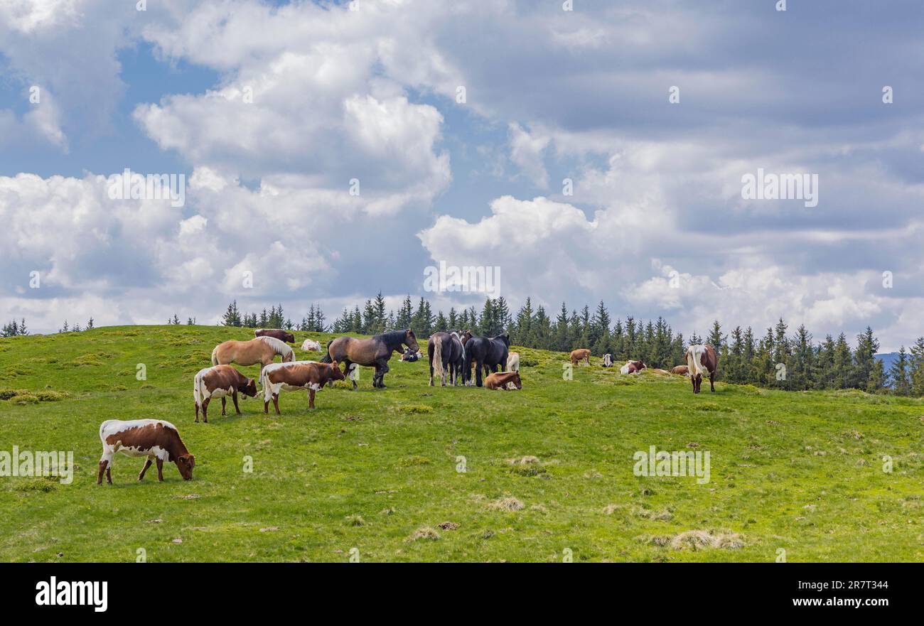 Pasture idyll with horse family (Equidae) and cows (Bos taurus ...