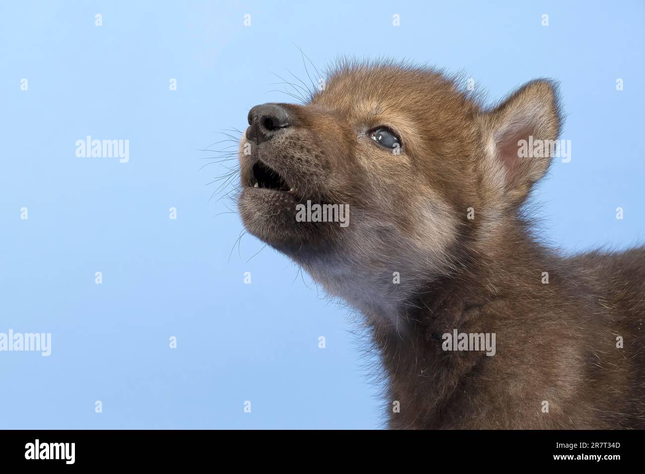 European gray wolf (Canis lupus lupus), puppy, juvenile, captive, 3.5 ...