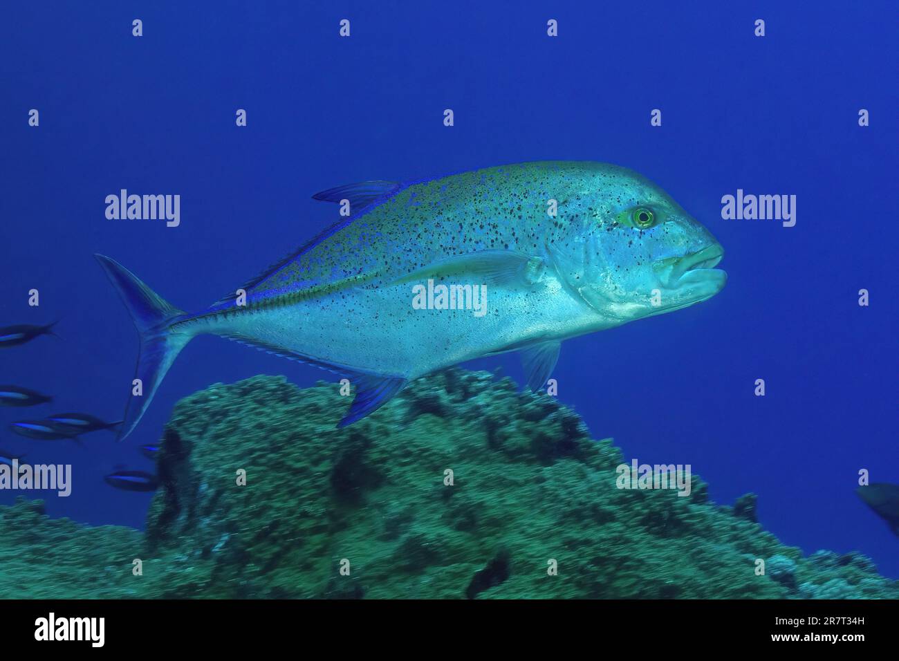 Bluefin trevally (Caranx melampygus) Bluefin mackerel swim fast through ...