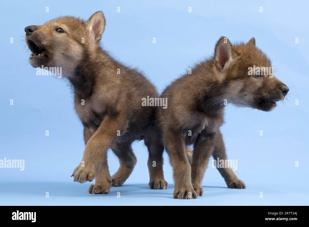 European gray wolf (Canis lupus lupus), 2 animals side by side, howling ...
