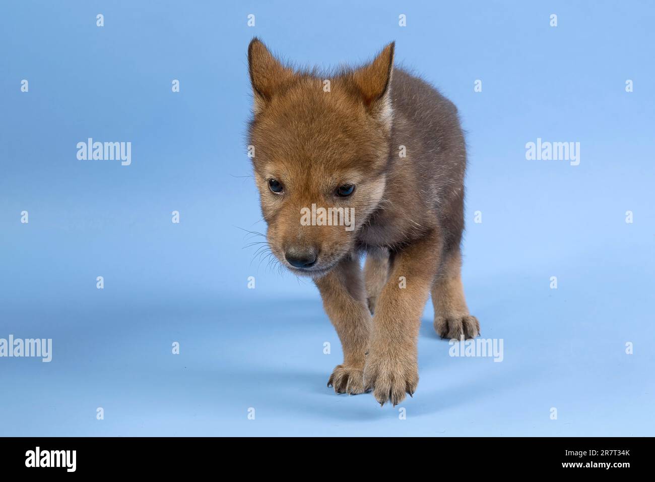 European gray wolf (Canis lupus lupus), pup, juvenile, captive, 3.5 ...