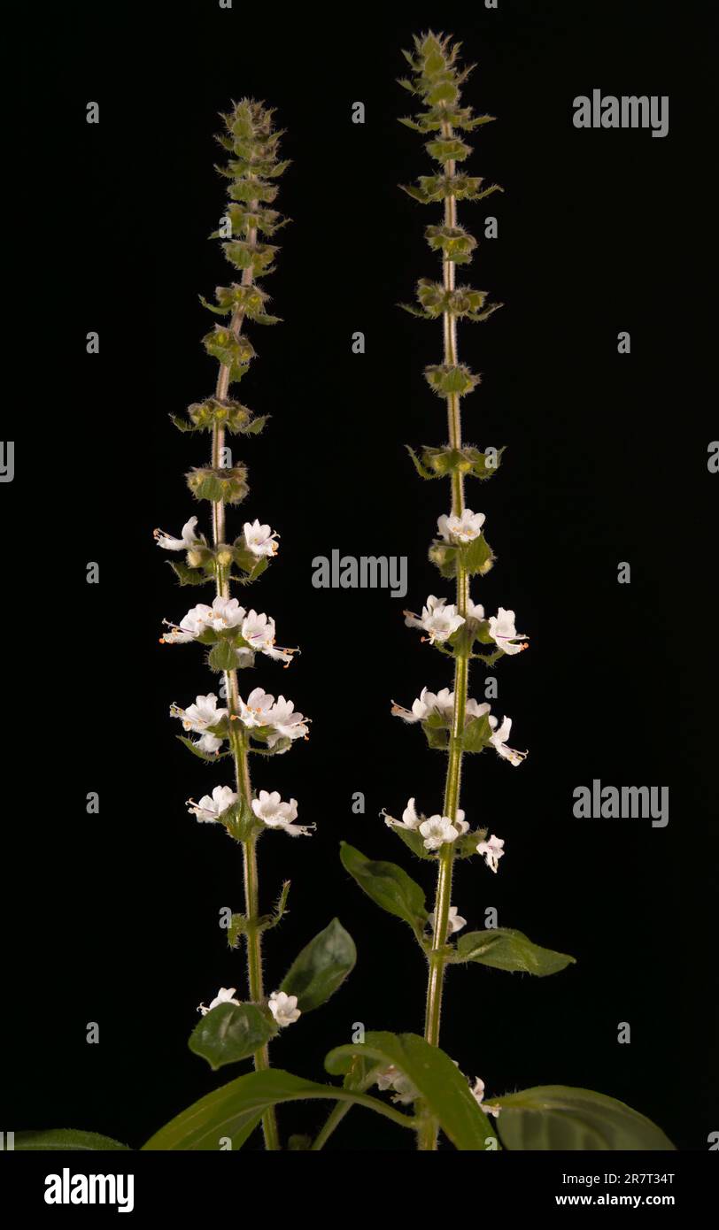 Flowering basil (Ocimum basilicum), basil or basil with black ...