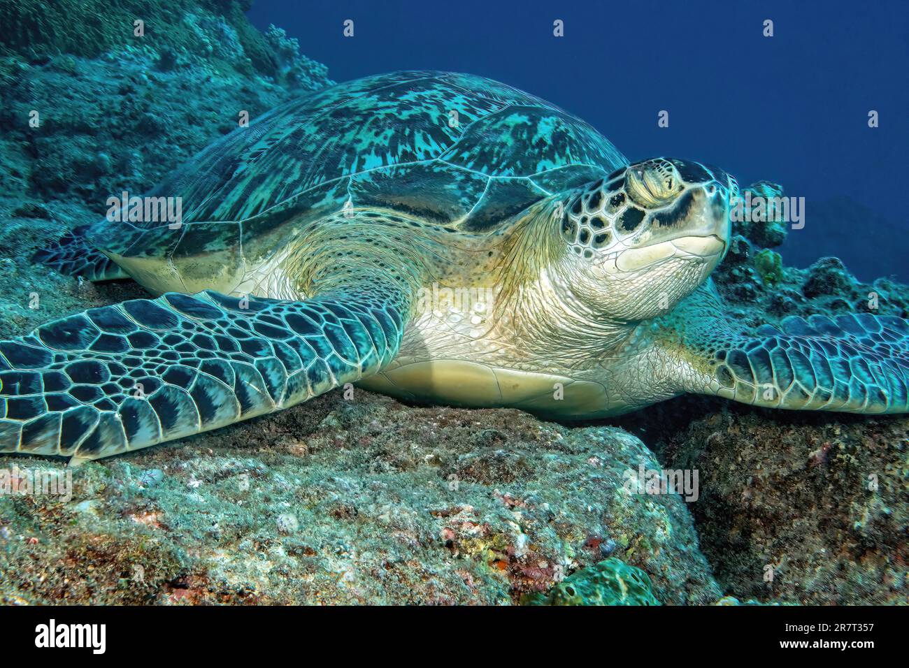Sea turtle Green turtle (Chelonia mydas) Green turtle sleeping with ...