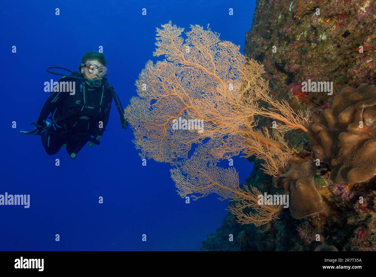 Diver floating in reef on reef wall from volcanic origin of lava viewed ...