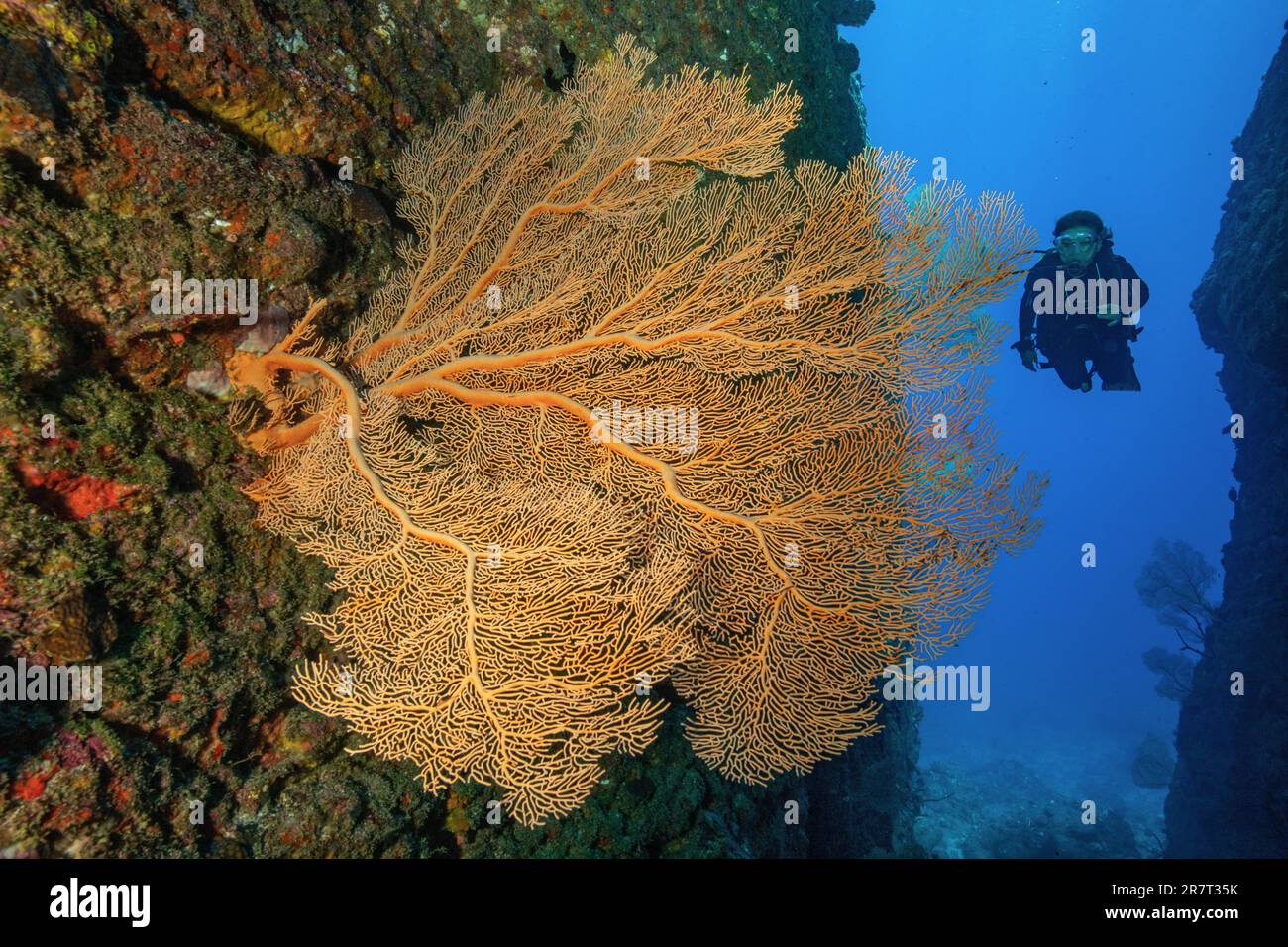 Diver floating through crevice canyon in reef on reef wall from ...
